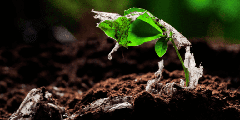 Addressing Plastic Pollution and Its Deadly Impacts